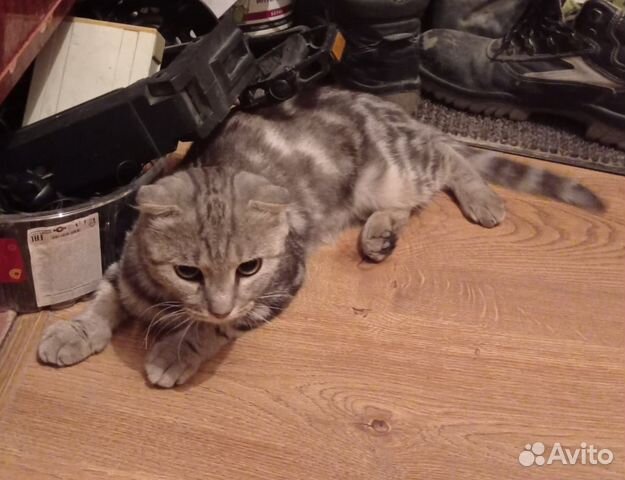 Вислоухий котик в добрые руки