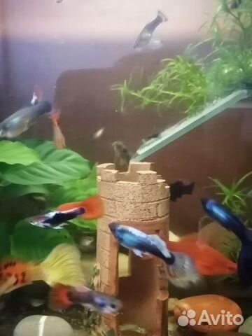 Аквариумные рыбки