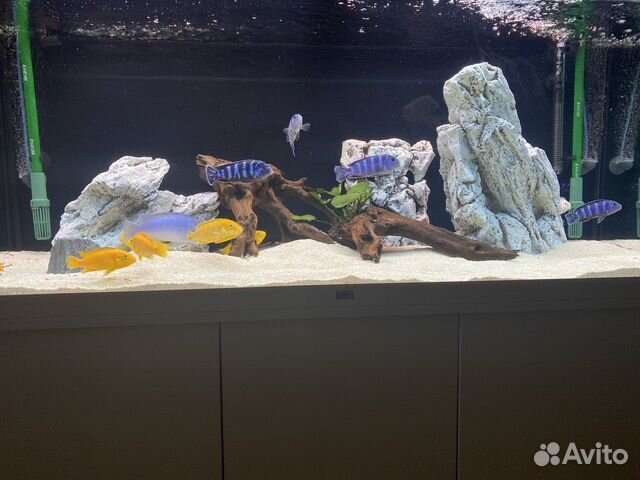 Аквариум juwel rio 240