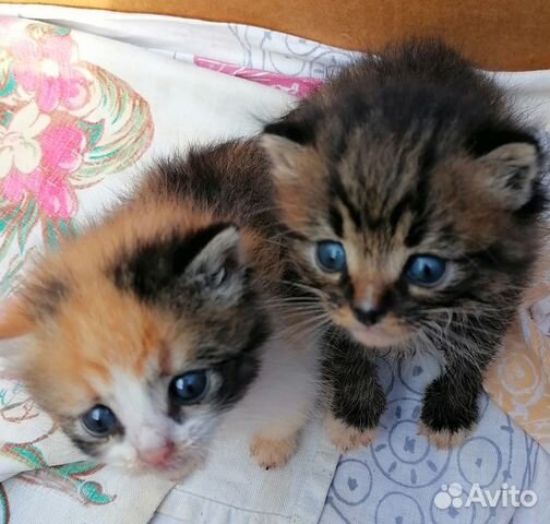 Котята в добрые руки 1 месяц