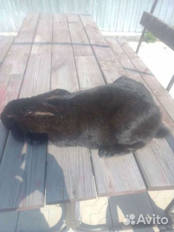 Продам крольчиху
