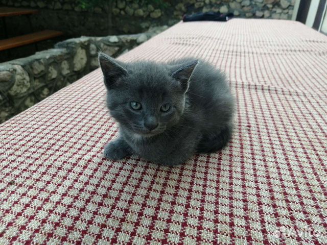 Котики бесплатно в добрые руки