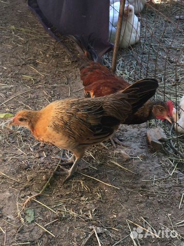 Куры бентамки