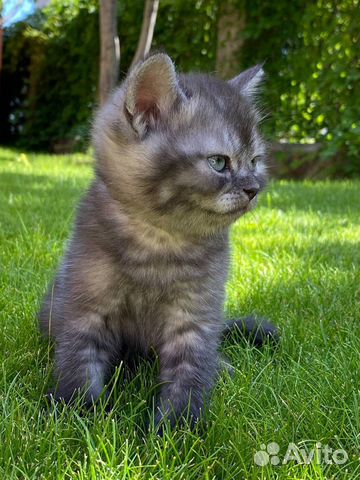 Британские котята