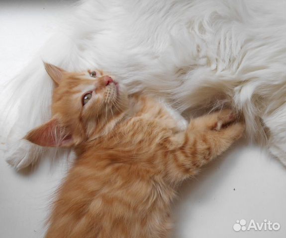 Рыжая кошечка