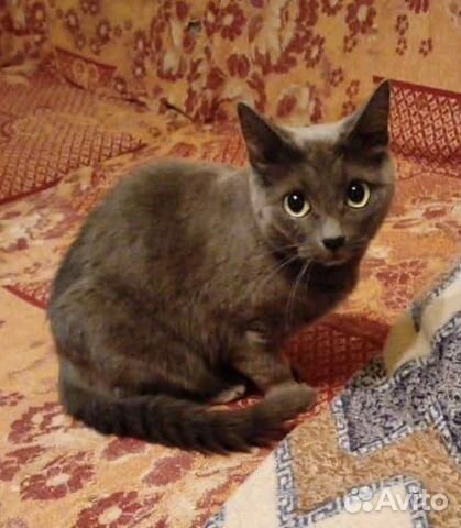 Русская голубая кошечка в огромной беде