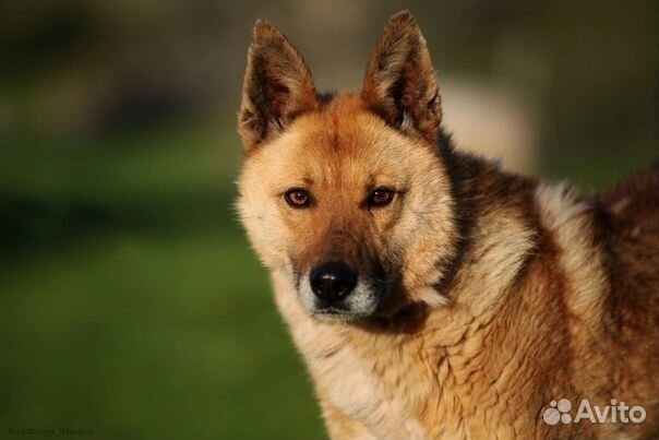 В самые лучшие руки пристраивается пёс Рыжик