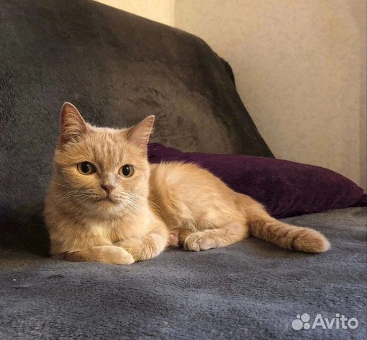 Рыжая Апельсинка