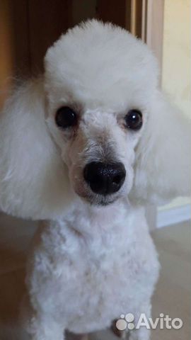 Малый пудель