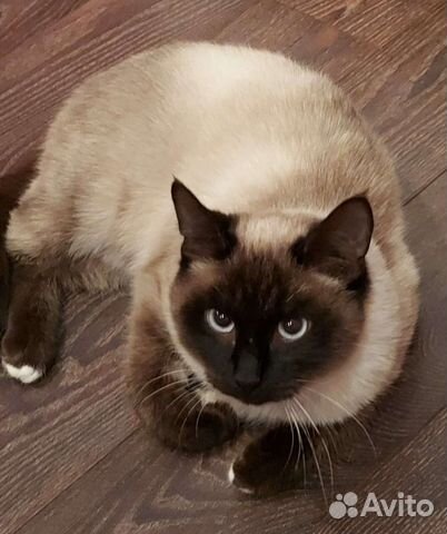 Тайский молодой котик