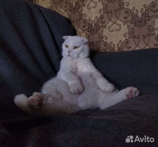 Кошки в добрые руки бесплатно