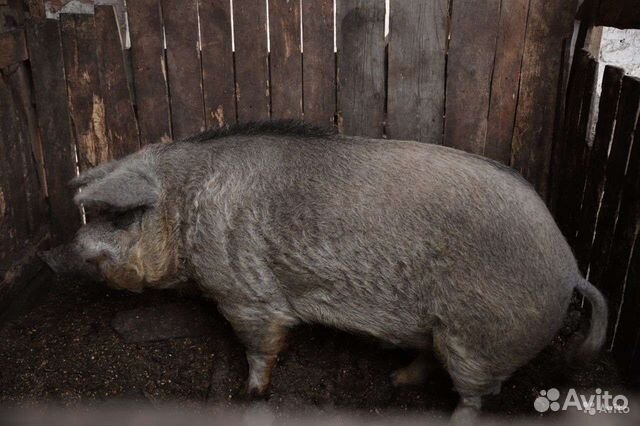 Хряк венгерской мангалицы