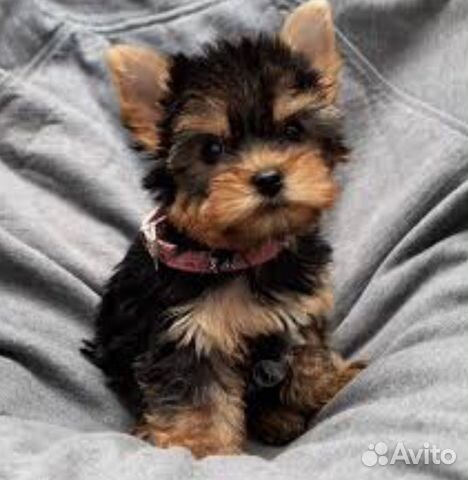 Йоркширский терьер