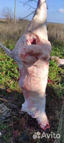 Ягнята,баранина