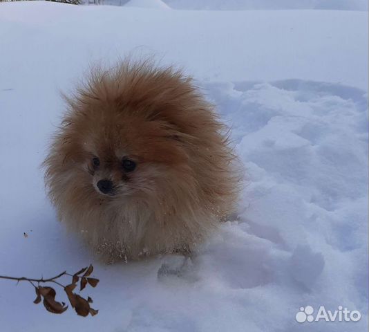 Померанский шпиц