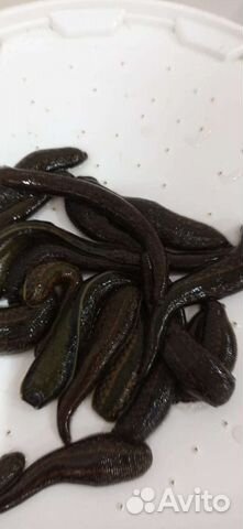 Пиявки для рыбалки