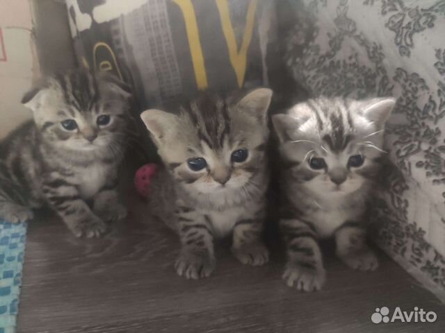 Шотландские вислоухие и прямоухие котята мраморные