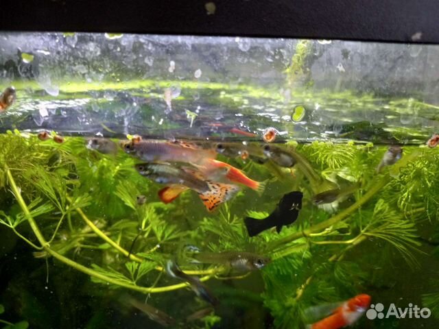 Моллинезии, гуппи