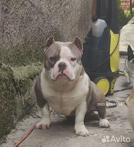 Американский булли вязка