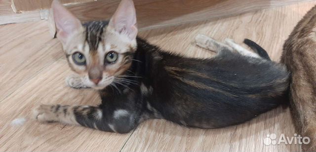 Бенгалка мраморного окраса