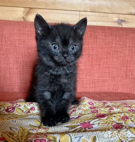 Маленький котик черный дым, 1,5 мес