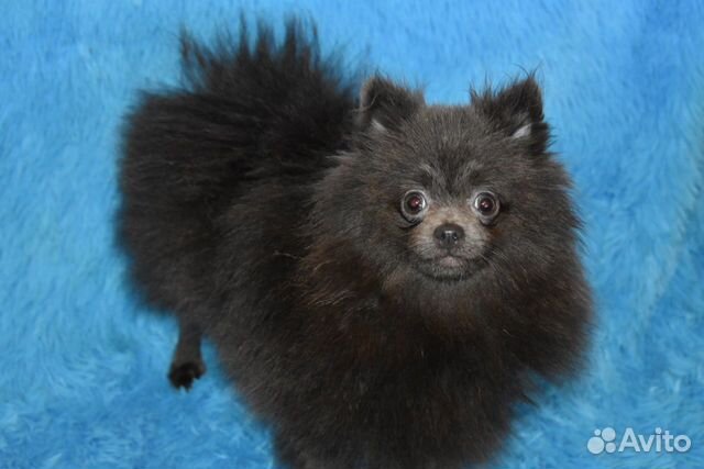 Шпиц - мальчик голубого окраса