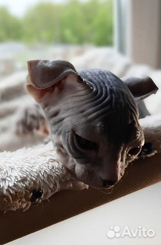 Украинский левкой (пара)