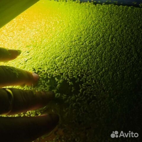 Водоросли ряска