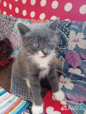 Полубританец 1.5 мес