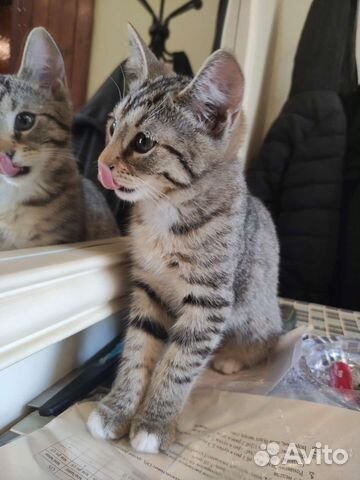 Кошка или белка, пока не ясно)