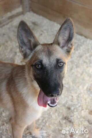 Щенок Дакота ждет тебя в приюте