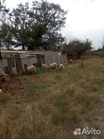 Овцы бараны