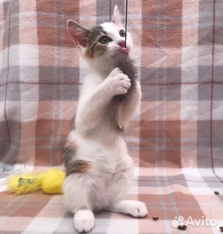 Котята 3 мес