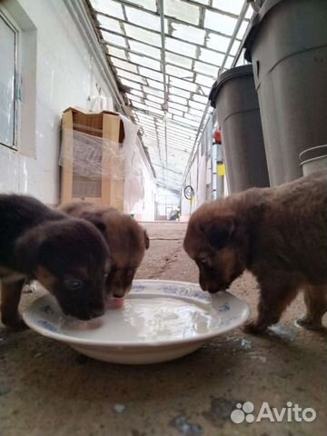 Отдадим щеночков в очень добрые ручки