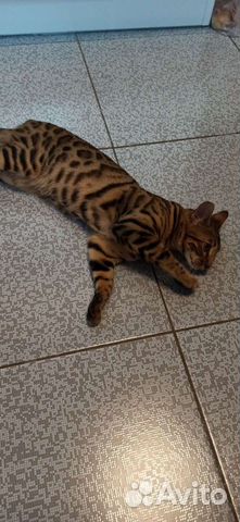 Бенгальская кошка