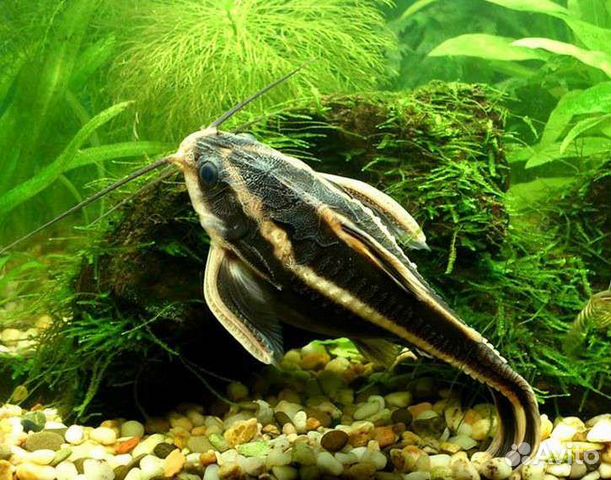 Рыбки сом. Платидорос