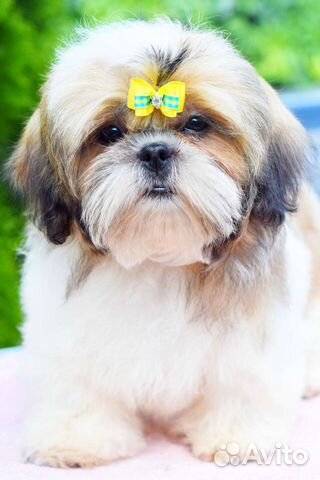 Щенки ши-тцу