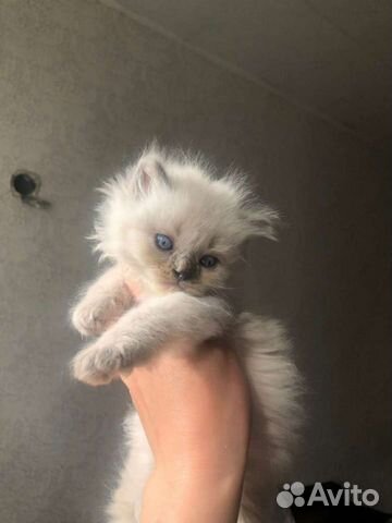 Сибирская кошка