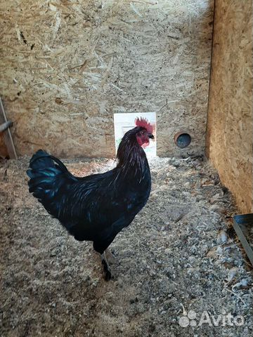 Куры петухи