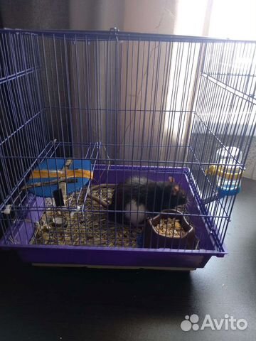 Крыс дамбо с клеткой