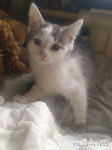 Котята бесплатно