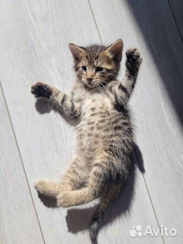 Котенок мальчик 1 мес