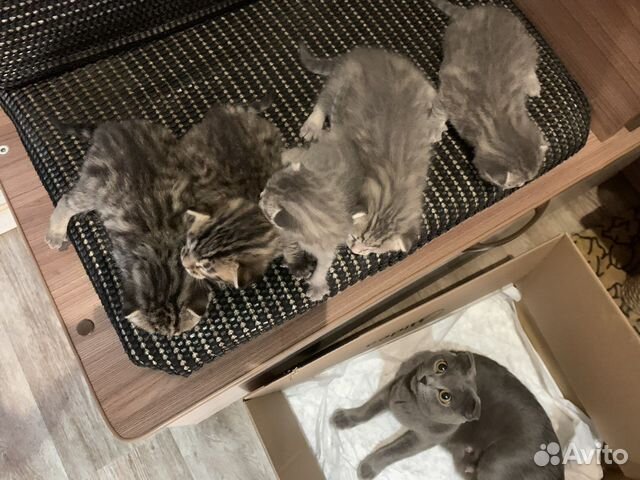Шотландские котята