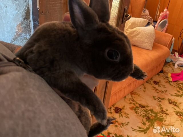 Отдам бесплатно кролика