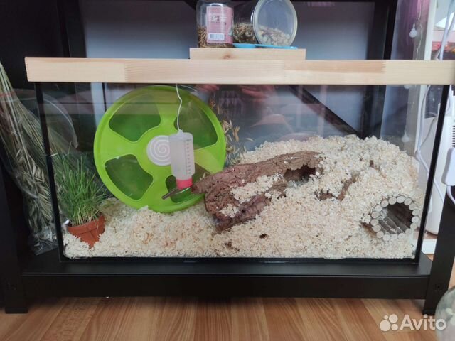 Хомяк с клеткой