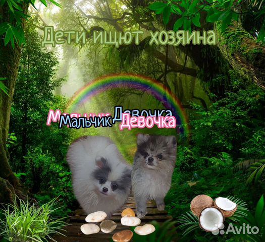 Шпицульки редкого окраса