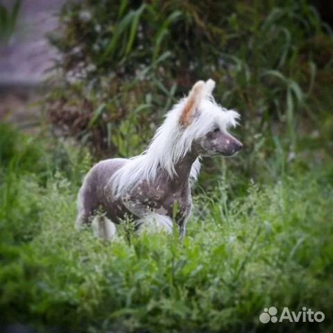 Китайская хохлатая мини