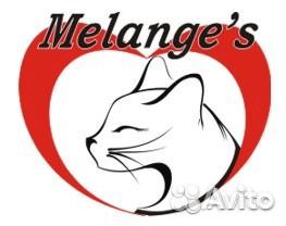 Абиссинская кошка