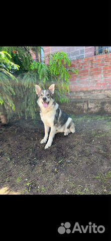 Бетти нуждается в доме