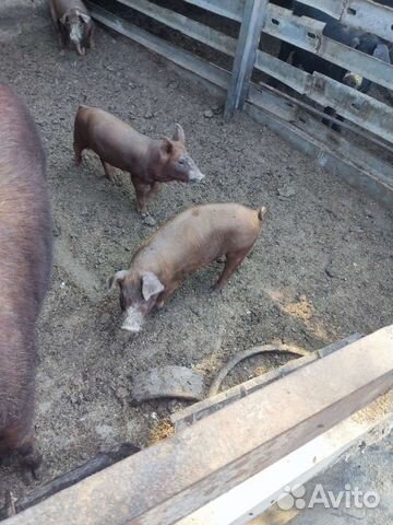 Свинка дюрок